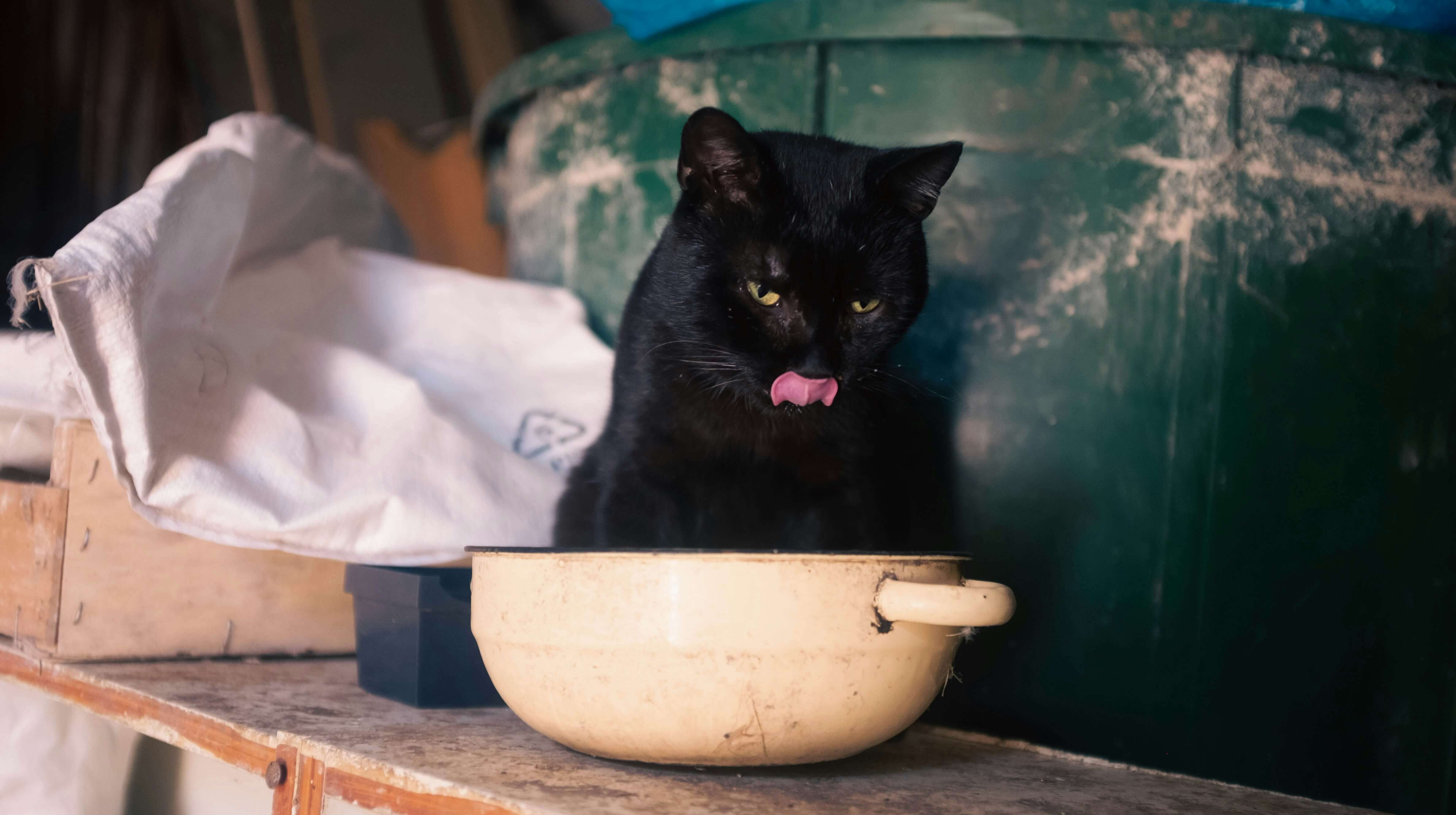 How Often Should You Clean Your Cat's Food Bowls? | Fuzzball